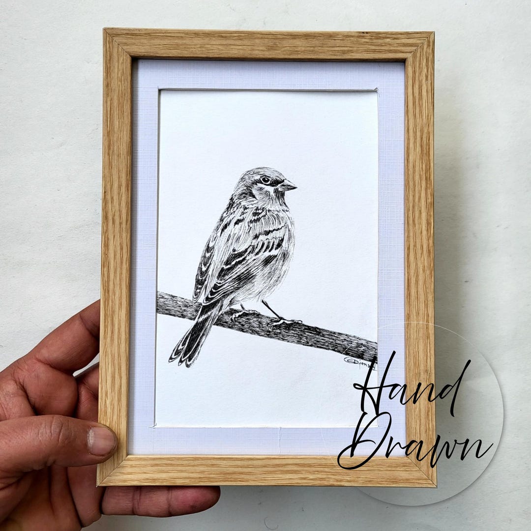 House Sparrow Ink Drawing Original – Handmade Fine Line Bird Art, Black ...