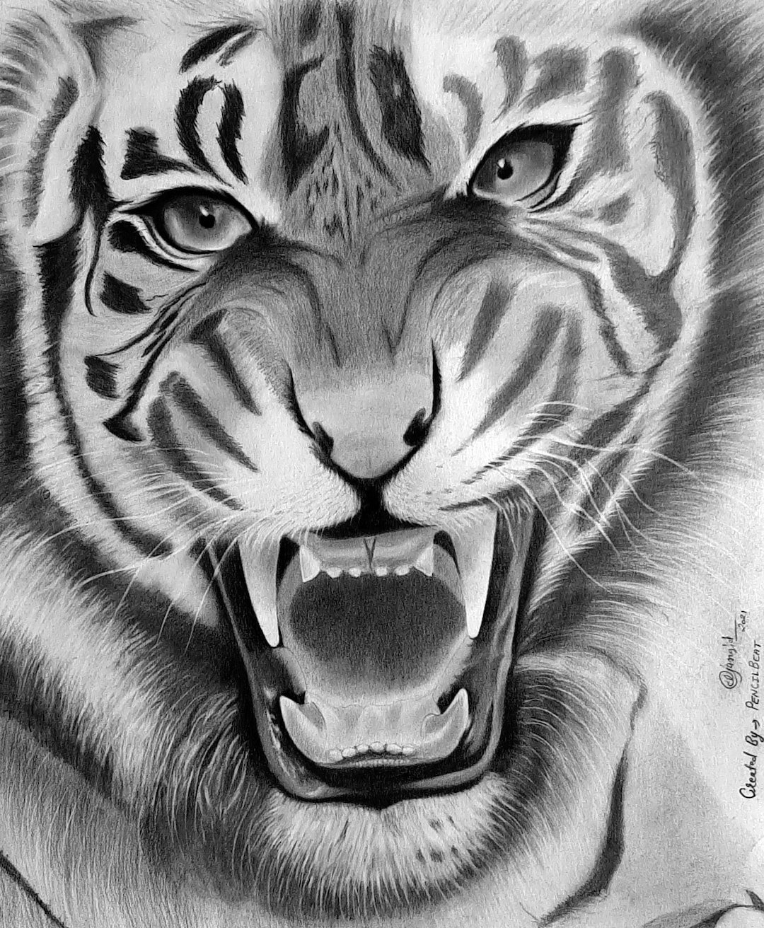 Roaring Tiger Big Cat Tiger Drawing Scary Jungle Cat Tiger Wall Art ...