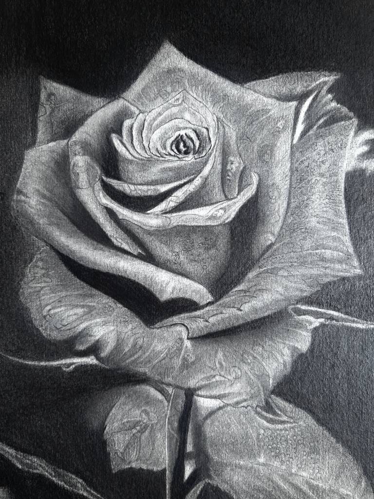 Drawings Of Black Roses