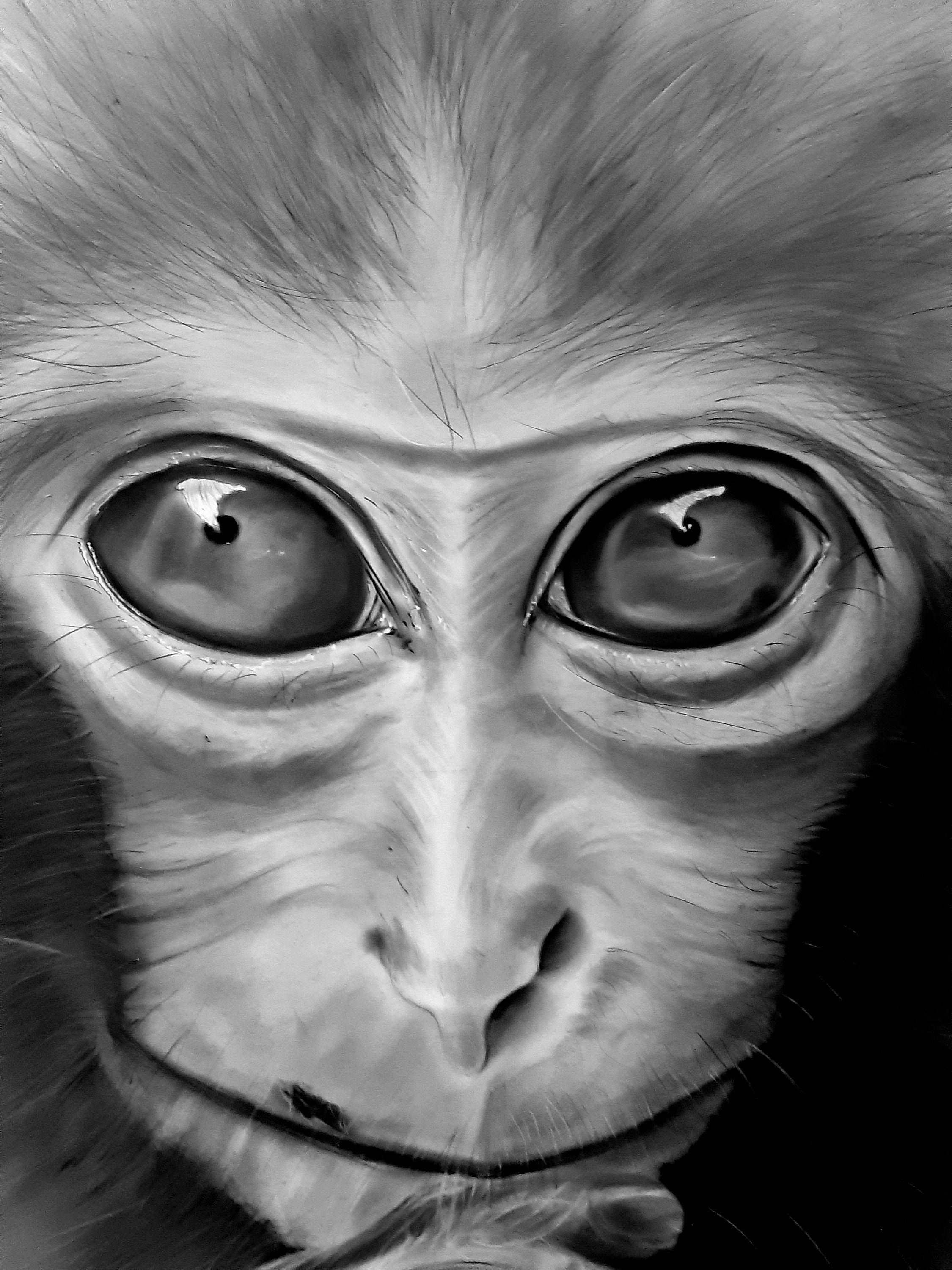 Realistic Monkeys Drawings