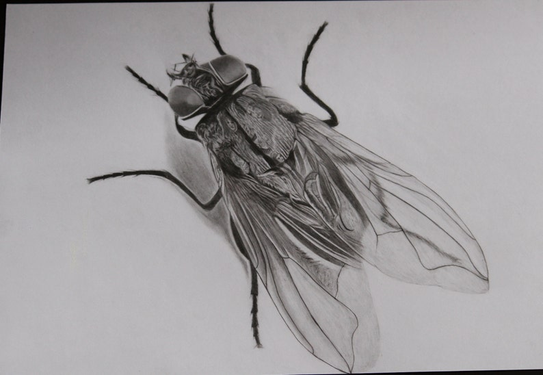Original Pencil Drawing, Fly Painting, Miniature Art, Blow Fly ...