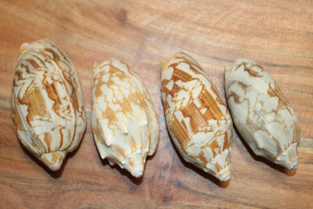 BAT VOLUTES Seashells / Seashell Craft Supply / Sailor Valentines ...