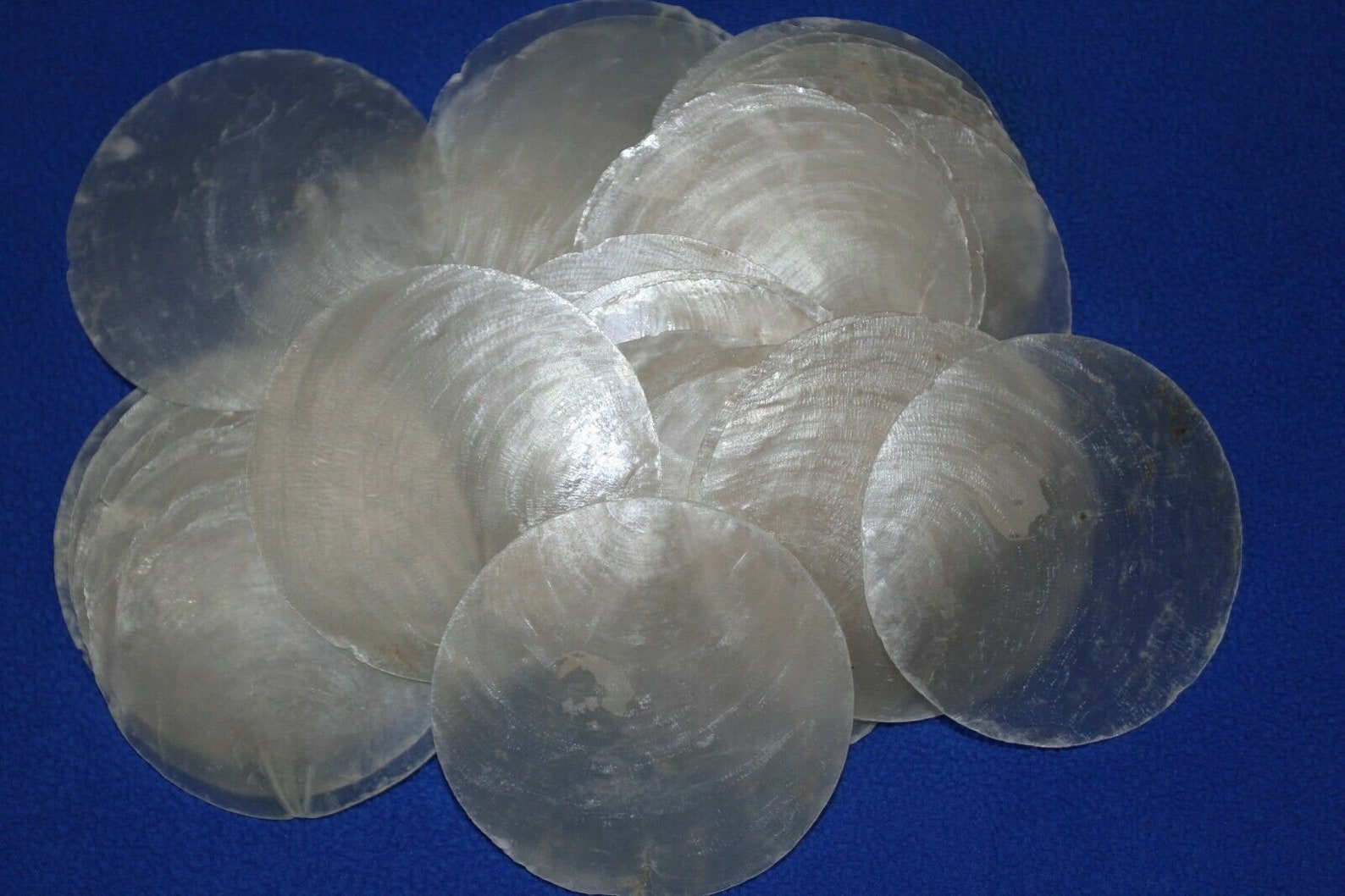 Large Capiz Shells for Shell Crafts Mosaics Art Projects 2 | Etsy