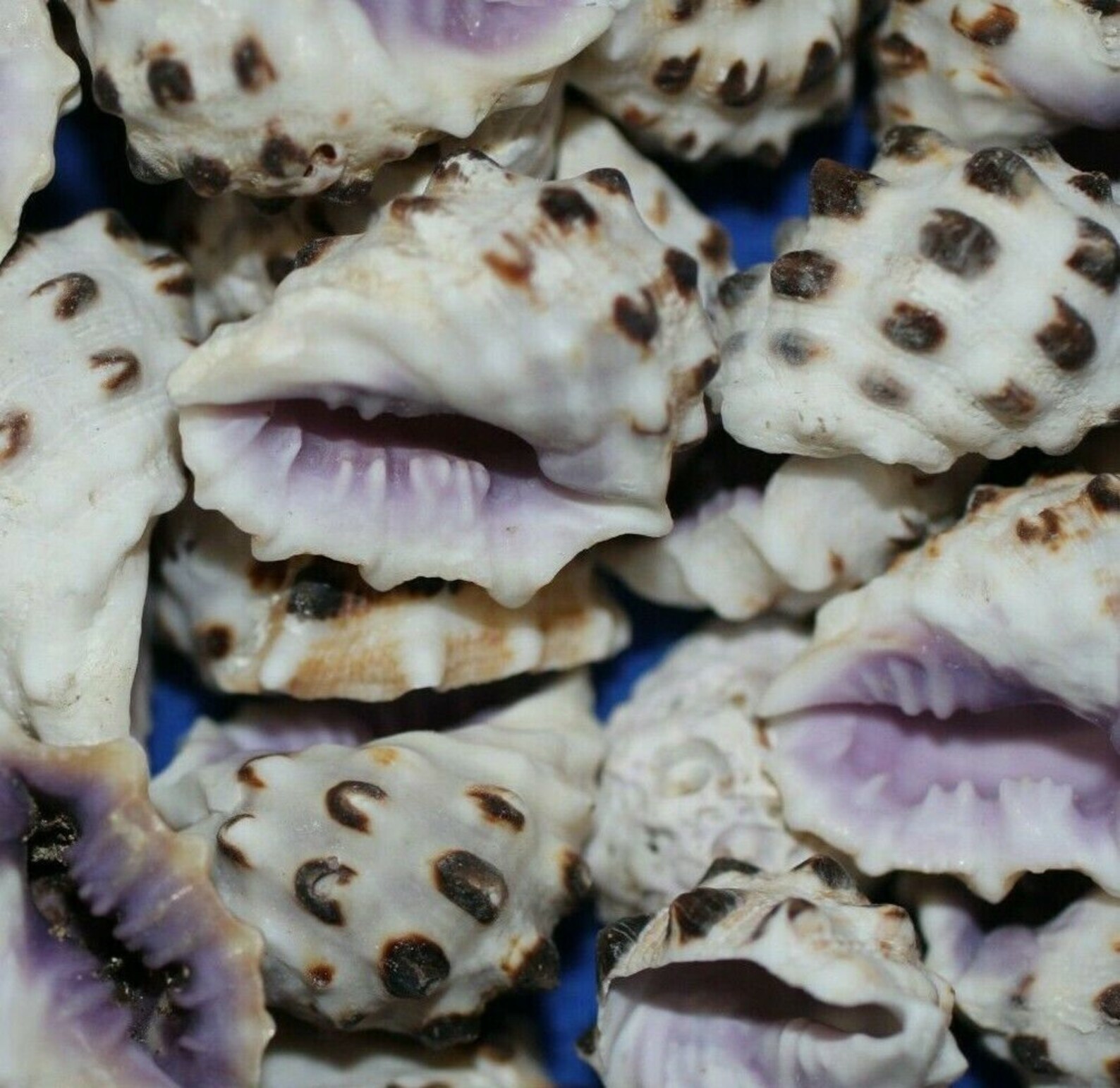 Purple Passion Drupa Morum Sea Shells 1st Quality Volume - Etsy
