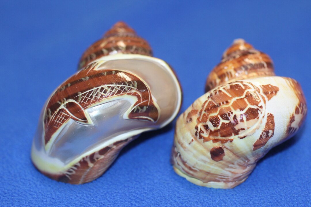 CARVED Seashells Petholatus Sea Turtle and Dolphin Gifts for Shell ...