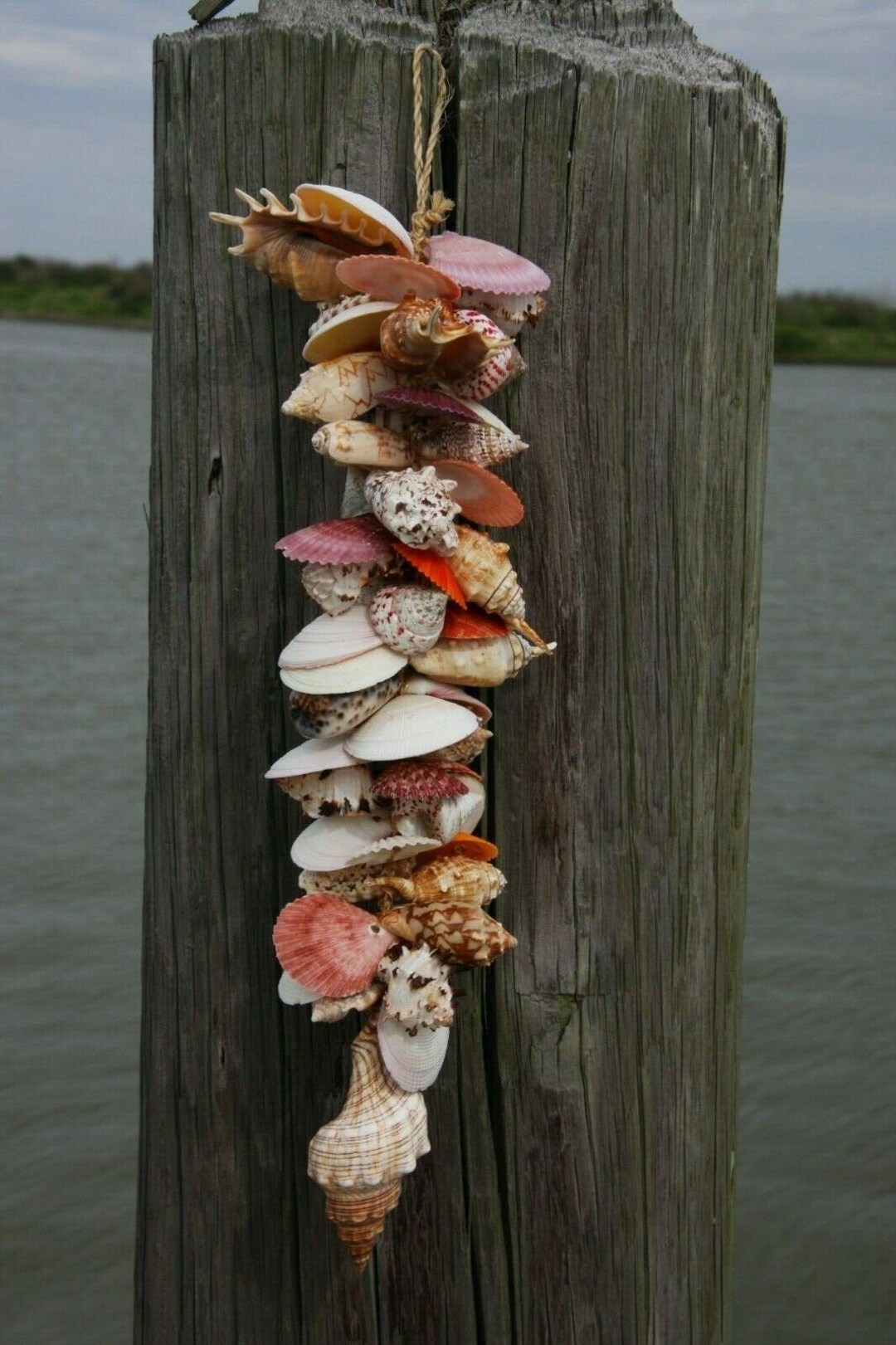 Large Cluster of Seashells For Beach Wedding Aisle Markers, 25 G Shelly ...