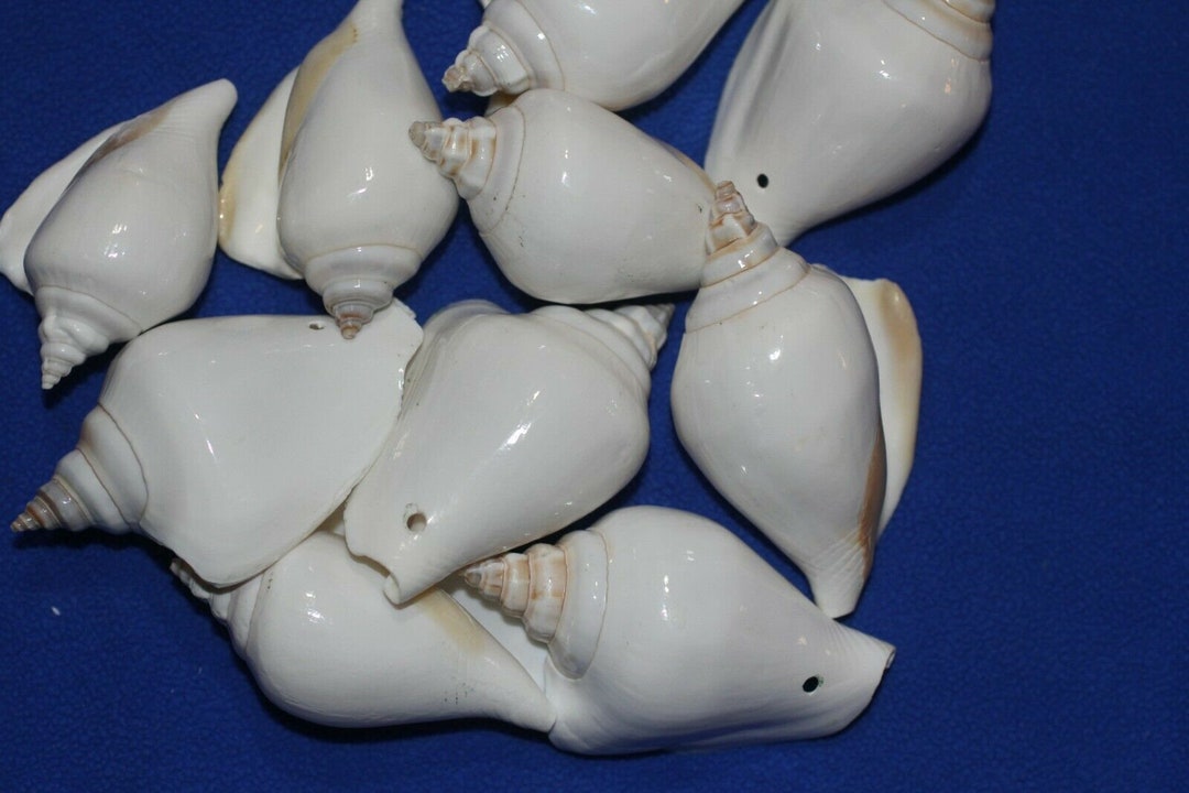 DIY White Seashell Flower Bouquet, Whole Canariums, Volume Priced SS-60 ...