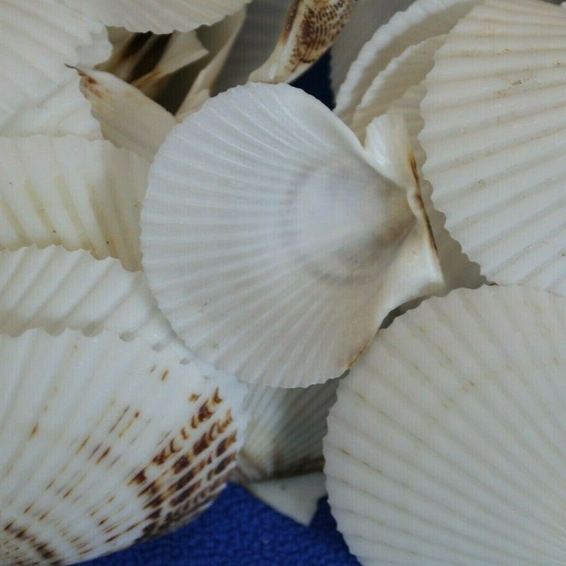 White Scalloped - Etsy