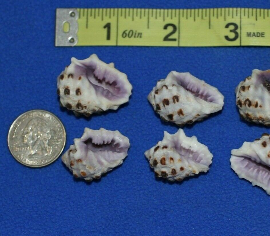 Purple Passion Drupa Morum Sea Shells 1st Quality Volume - Etsy