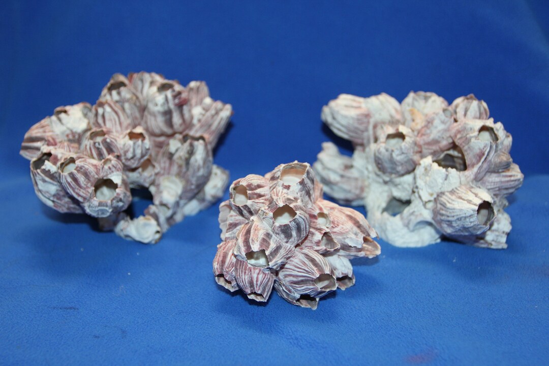 PURPLE BARNACLE Seashell Display, Craft Supply, Sailors Valentines ...