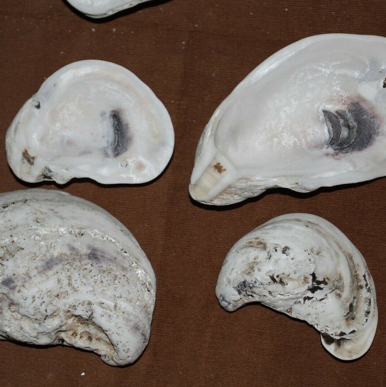 Sale Large Oyster Craft Shells Craft Ready 3 to 4 Inch | Etsy