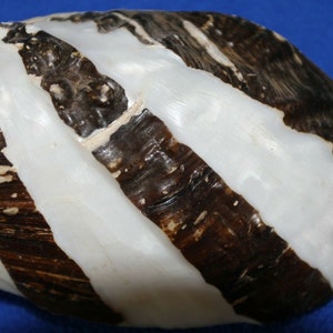 Beach Wedding Bridal Party Favors Whole Pearlized Clamshells Identical ...