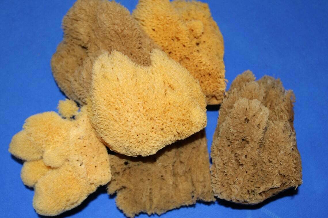 12 Natural Sea Sponge for Crafts 5 Inch to 7 Inch / 1 Flat - Etsy