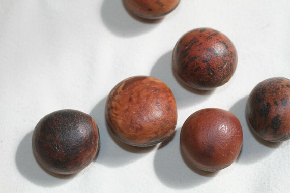 Outdoor & Gardening 1 Piece Nature Collection Hamburger Seabeans Seeds ...