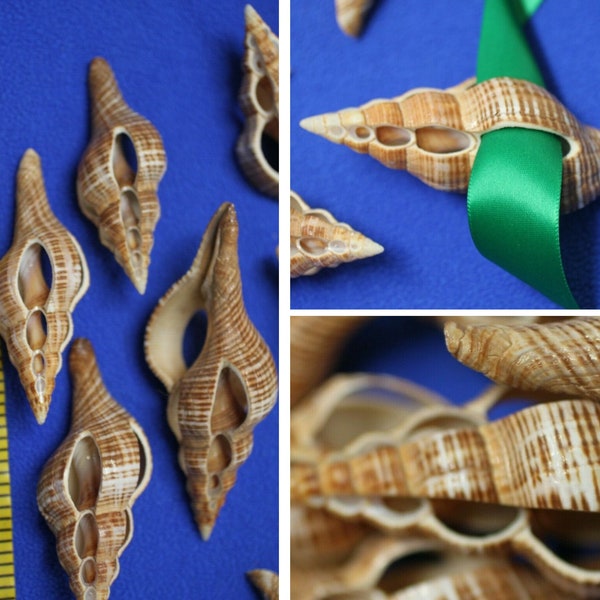 Cut Seashells - Etsy