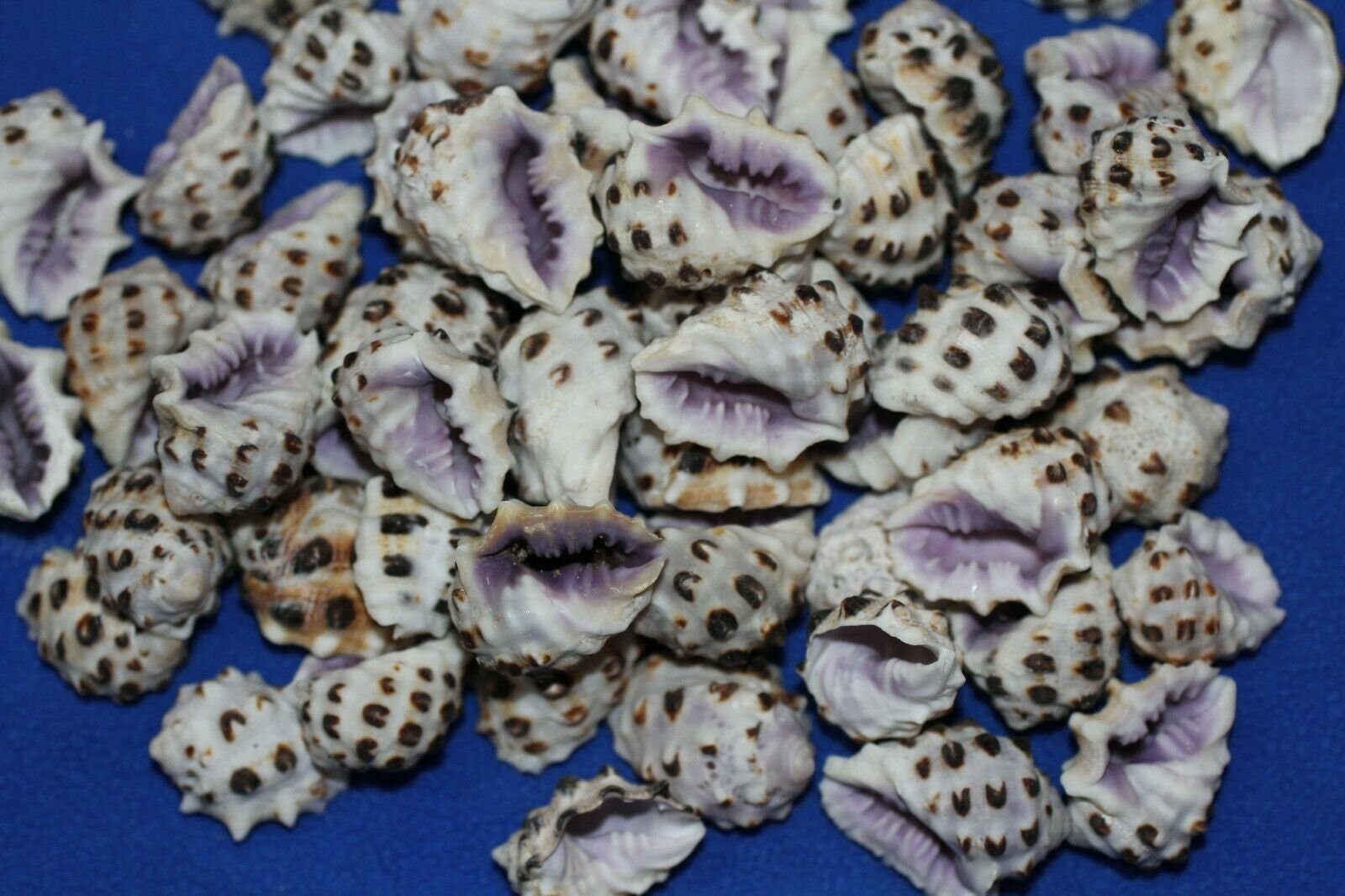 Purple Passion Drupa Morum Sea Shells 1st Quality Volume - Etsy
