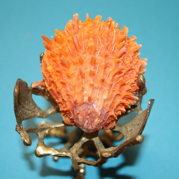 Spondylus - Etsy