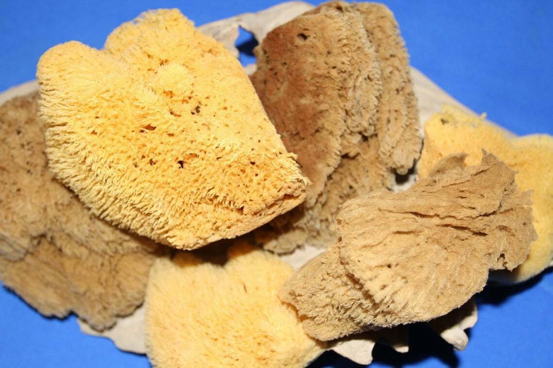 3 Large Natural Sea Sponges 5 Inch to 7 Inch / 1 Flat Side / - Etsy