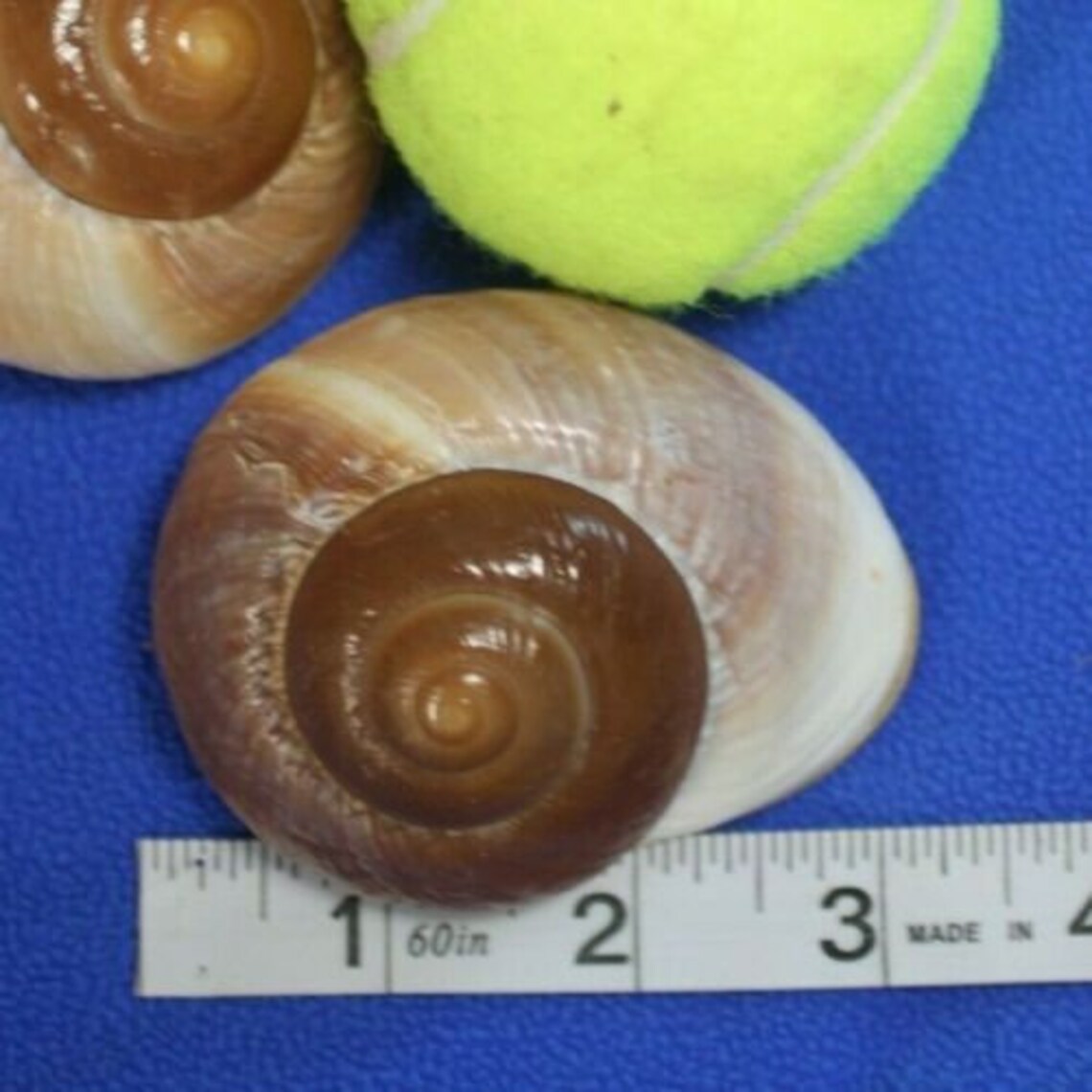 Large Snail Shells 2 2 3/4 Beach Decor Vase | Etsy