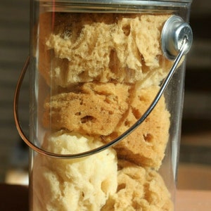 Craft Ready Pre-cleaned Natural Sea Sponges 2 Inch to 4 Inch / SS-27 ...