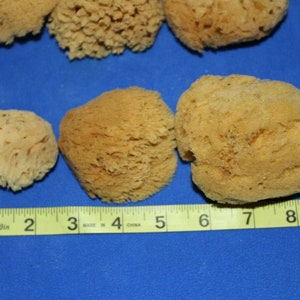 Craft Ready Pre-cleaned Natural Sea Sponges 2 Inch to 4 Inch / SS-27 ...