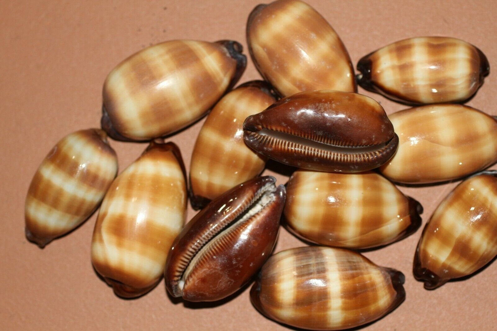 Rustic Beach Wedding Dinner Table Decor Using Large Brown Tan | Etsy