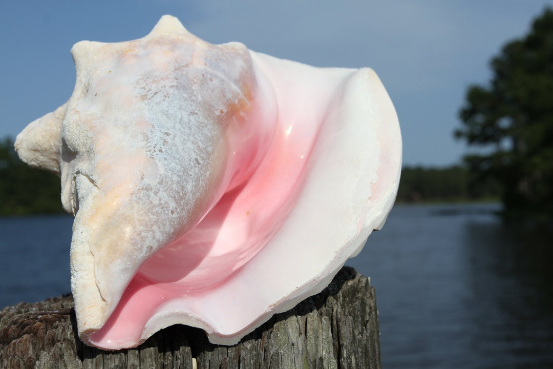 CONCH PINK, Large Seashell for Display,, Collectible Shell, Beach Decor ...
