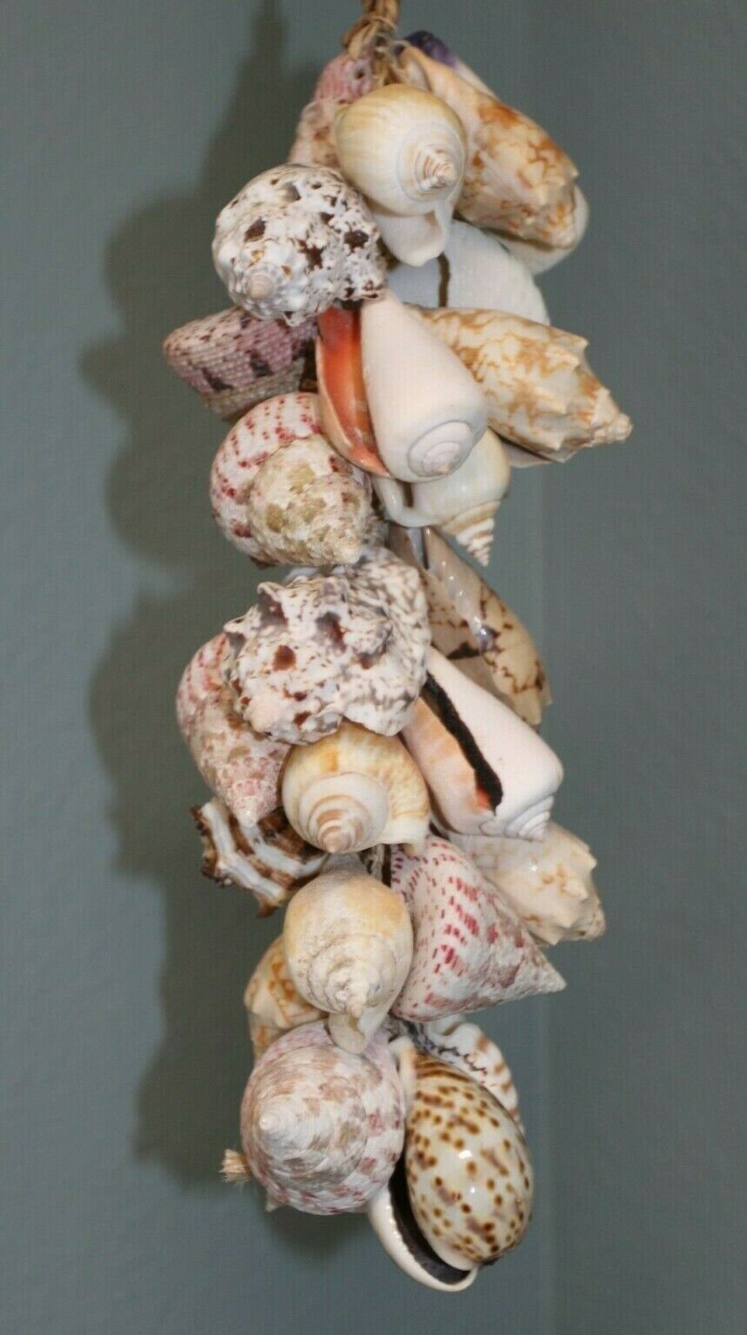 Lots of Seashells Clustered Together for Hanging Decor Mobile - Etsy