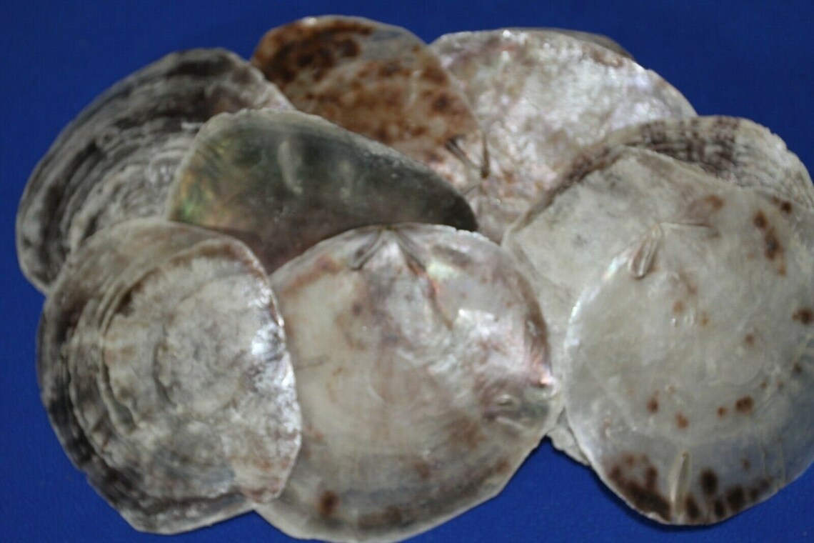 Large Saddle Oyster Seashells Smooth Surface 4 1/2 | Etsy