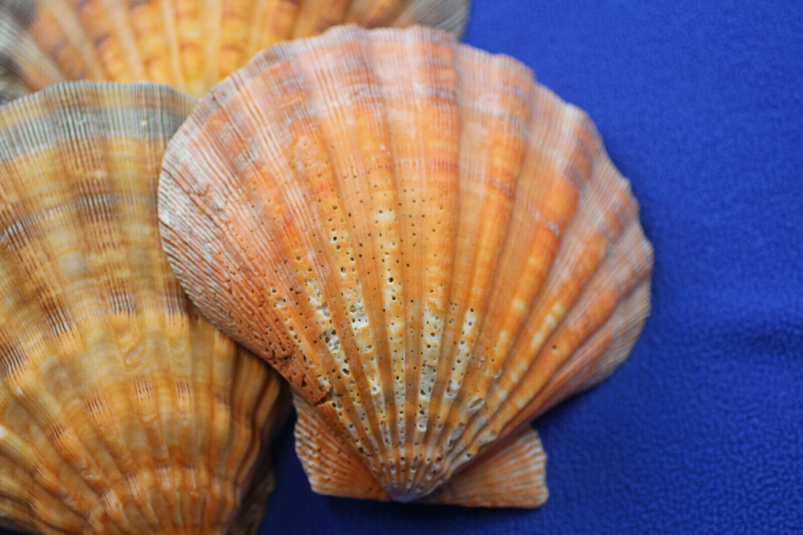 Craft Quality Lions Paws Seashells for Crafts Quantity Priced | Etsy