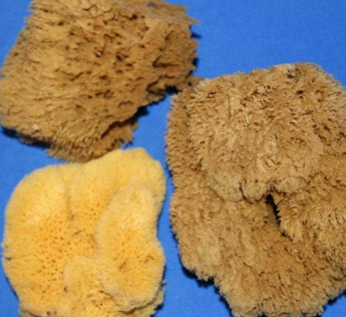 12 Natural Sea Sponge for Crafts 5 Inch to 7 Inch / 1 Flat | Etsy
