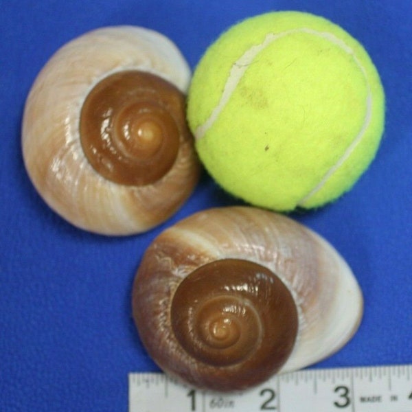 Apple Snail Shell - Etsy