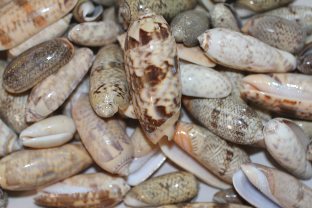 Assorted Olive Sea Shells for Shell Crafts SS-156 - Etsy