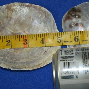 Large Saddle Oyster Seashells Smooth Surface, 4 1/2, Volume Priced, SS ...