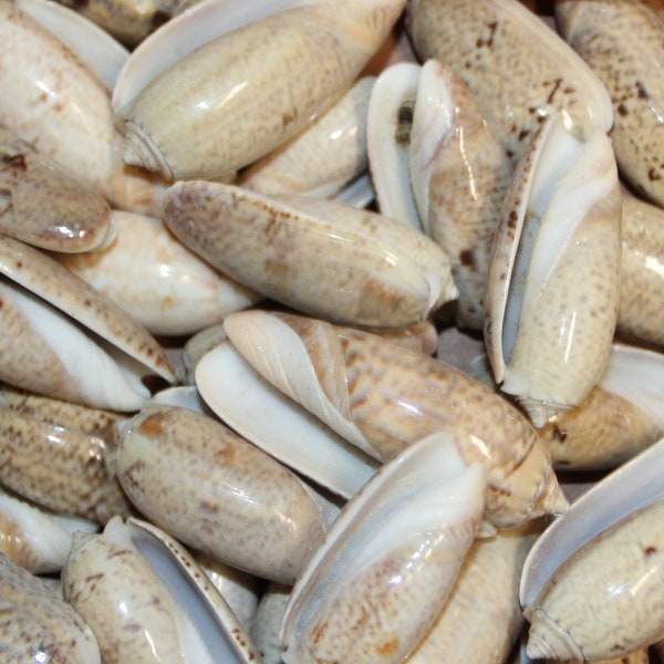 Olive Seashells - Etsy