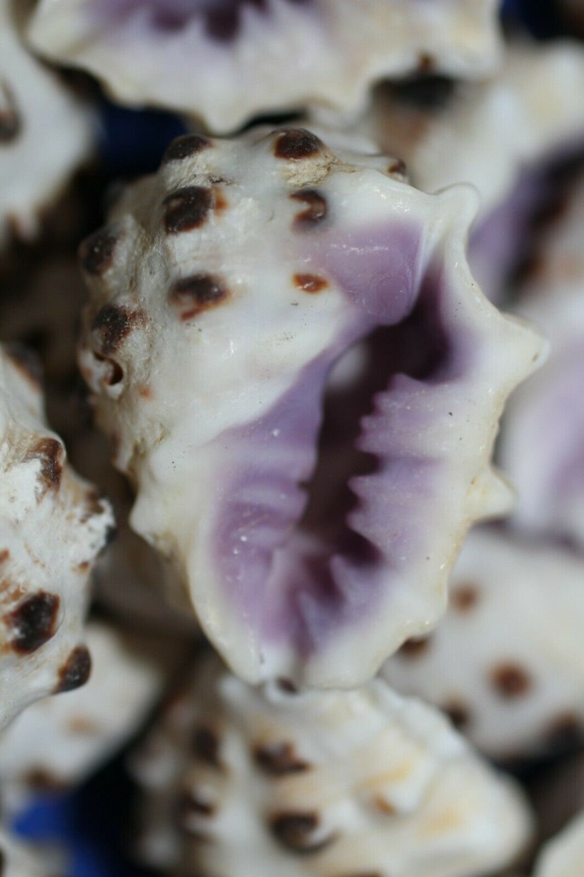 Purple Passion Drupa Morum Sea Shells 1st Quality Volume - Etsy