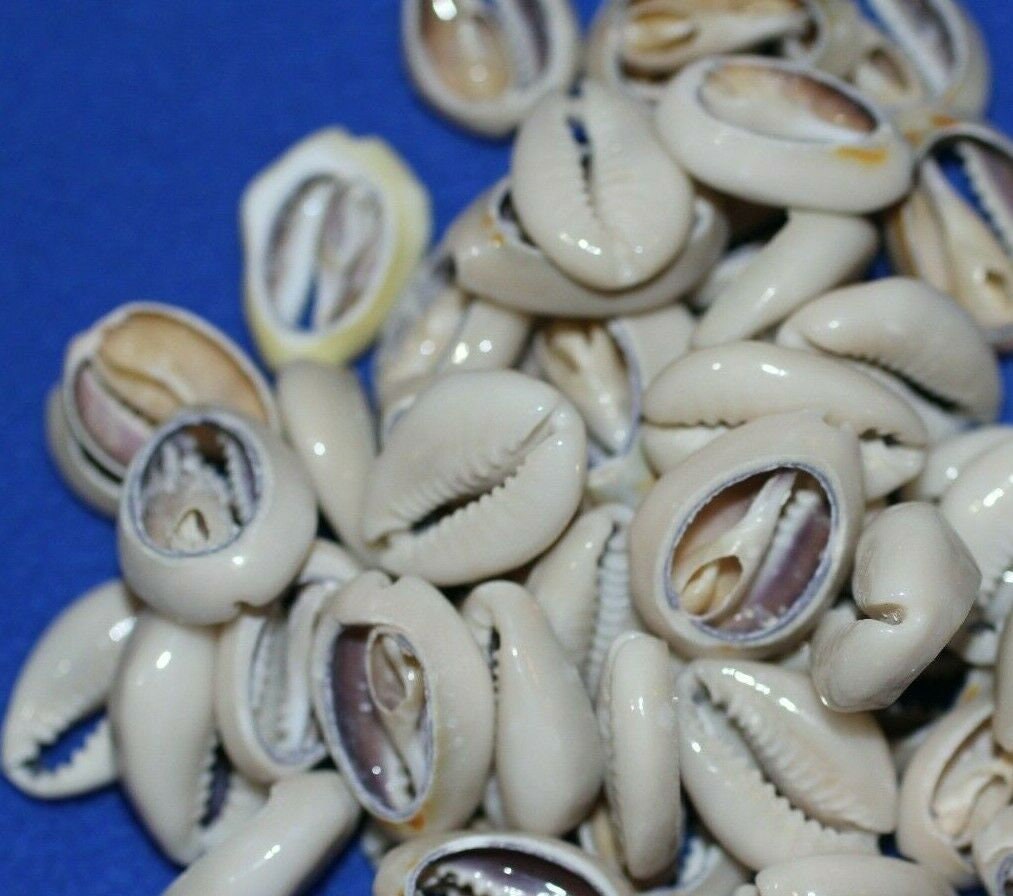 Center Cut Ring Top Cowry Seashells / Cowries Shells Ringers | Etsy