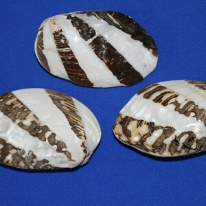 Beach Wedding Bridal Party Favors Whole Pearlized Clamshells Identical ...