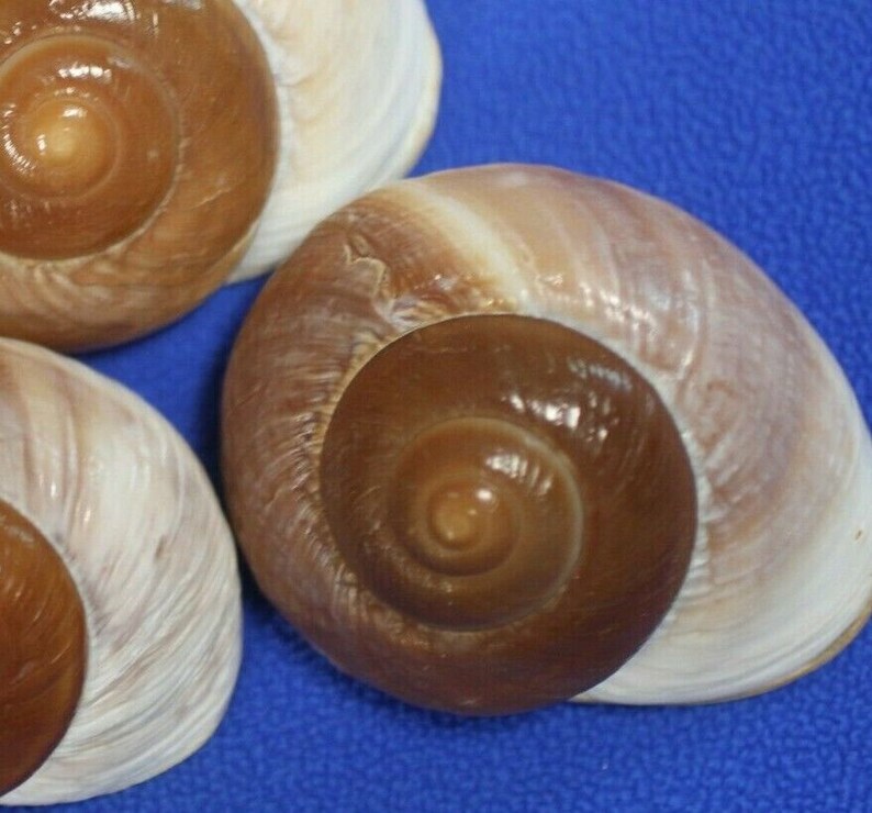 Large Snail Shells 2 2 3/4 Beach Decor Vase - Etsy