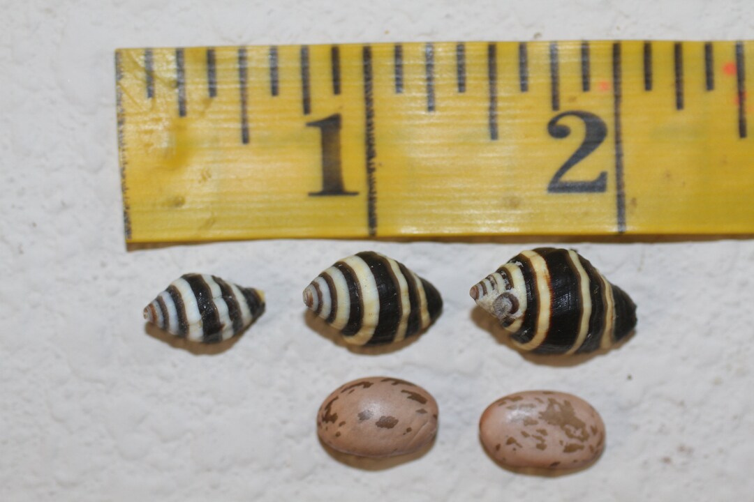 BUMBLE BEE, Tiny Black and White, Seashells, Pattern Makers, Small Detailed Work on Crosses ...