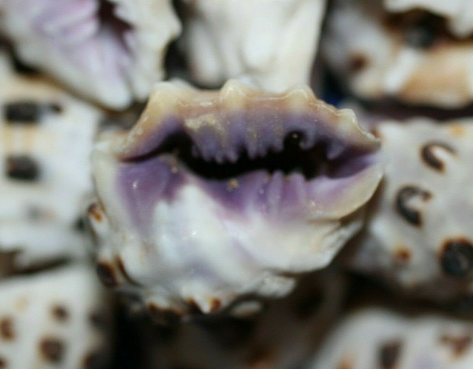 Purple Passion Drupa Morum Sea Shells 1st Quality Volume - Etsy