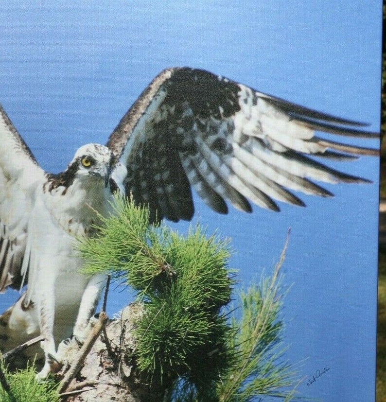 Osprey Wall Art Canvas Wrap Signed by Artist West Austin - Etsy