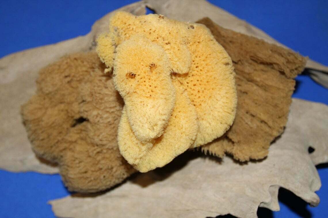 3 Large Natural Sea Sponges 5 Inch to 7 Inch / 1 Flat Side / - Etsy