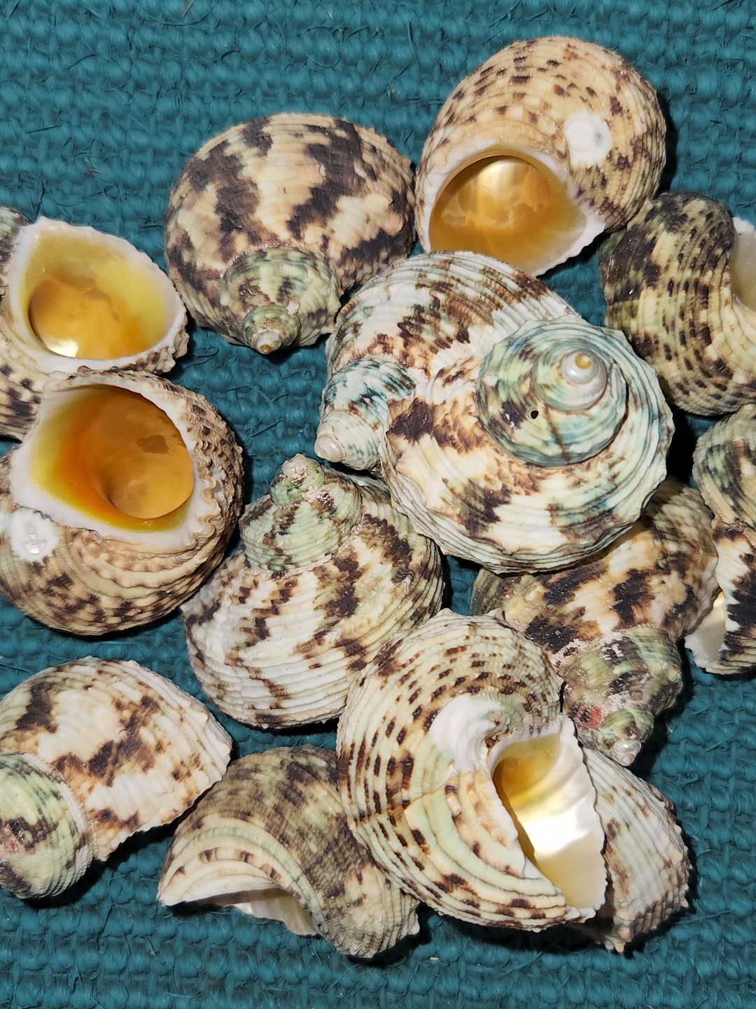 Gold Mouth Turbo Shells, Craft Supply Ships Free SS-185 - Etsy