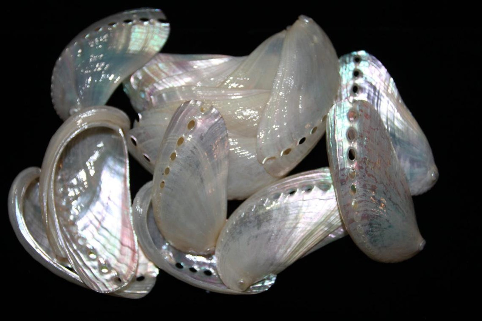 Pearled Mule Ear Seashells / Volume Priced SS-23 Fast Free - Etsy