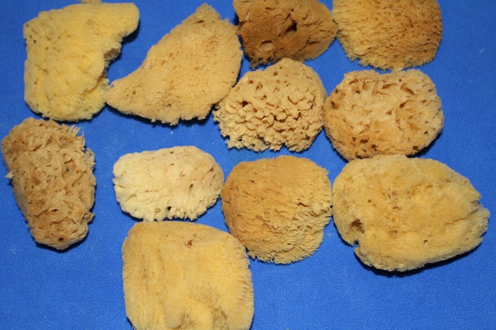 Craft Ready Pre-cleaned Natural Sea Sponges 2 Inch to 4 Inch / - Etsy