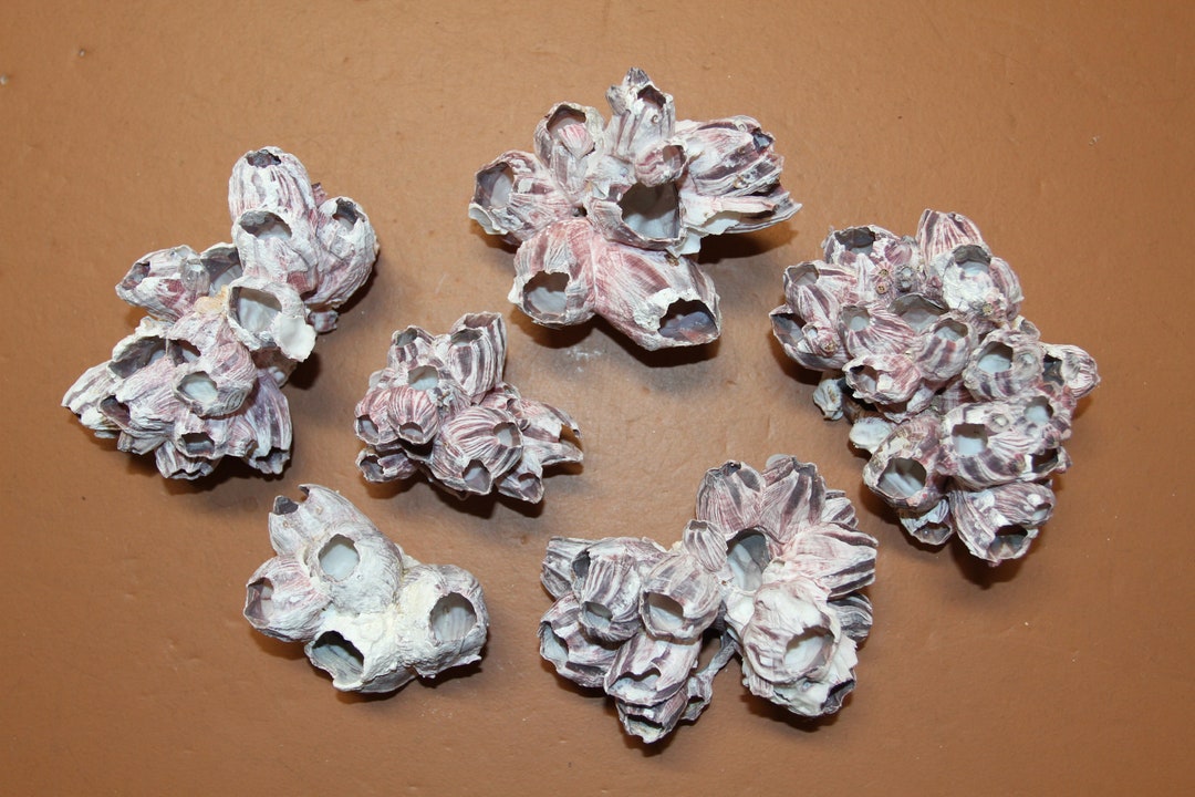 BARNACLE CLUSTERS, Seashell Display, Craft Supply, Sailors Valentines ...