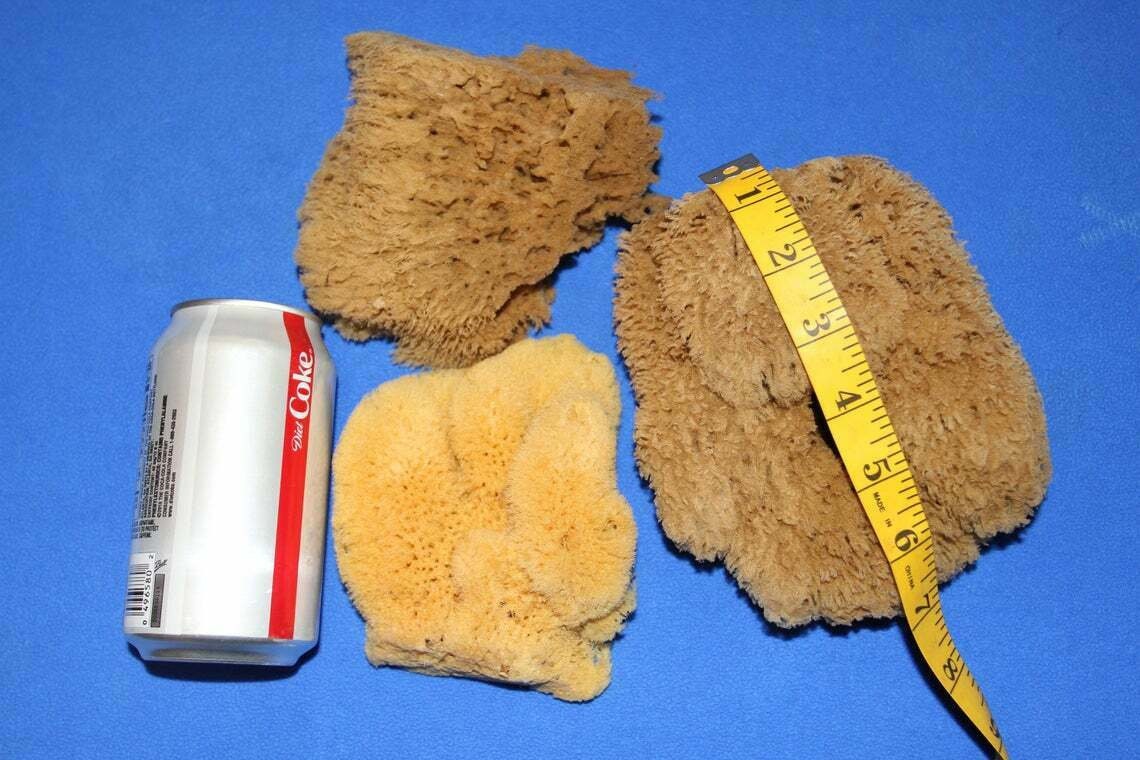 3 Large Natural Sea Sponges 5 Inch to 7 Inch / 1 Flat Side / - Etsy