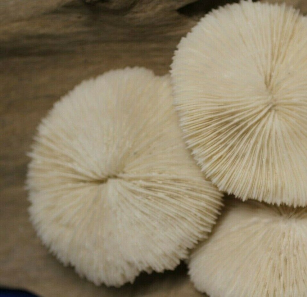 Round Coral for White Beach Wedding Reception Diner Table Decor, 2 3/4 ...