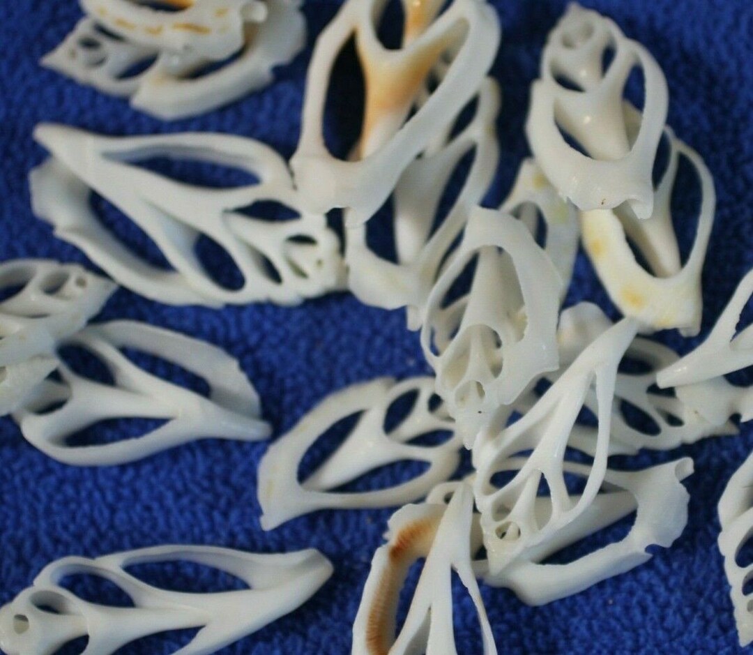 Chula,sliced/cut Seashells, White, Beach Decor, Beach Weddings,sailors ...